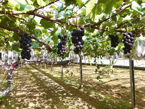 節減対象農薬:当地比7割減、化学肥料（窒素成分）:栽培期間中不使用 熊本阿蘇産 巨峰 3kg 6から7房 果物（フルーツ） ナカヤマフルーツサンクチュアリ 通販 14587647｜Creema ...