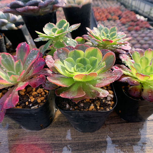 422.多肉植物 寄せ植え アエオニウム属 5点セット 抜き苗 アート 422.多肉植物 寄せ植え アエオニウム属 5点セット 抜き苗 アート