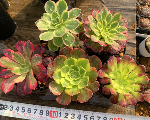 422.多肉植物 寄せ植え アエオニウム属 5点セット 抜き苗 アート 422.多肉植物 寄せ植え アエオニウム属 5点セット 抜き苗 アート
