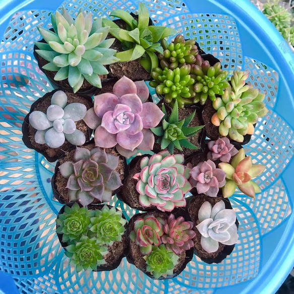 コンボ ラップ ロータス 石ひょうたん ミックス カラフル その他インテリア雑貨 Kudo Mari 通販 14700967｜Creema(クリーマ)