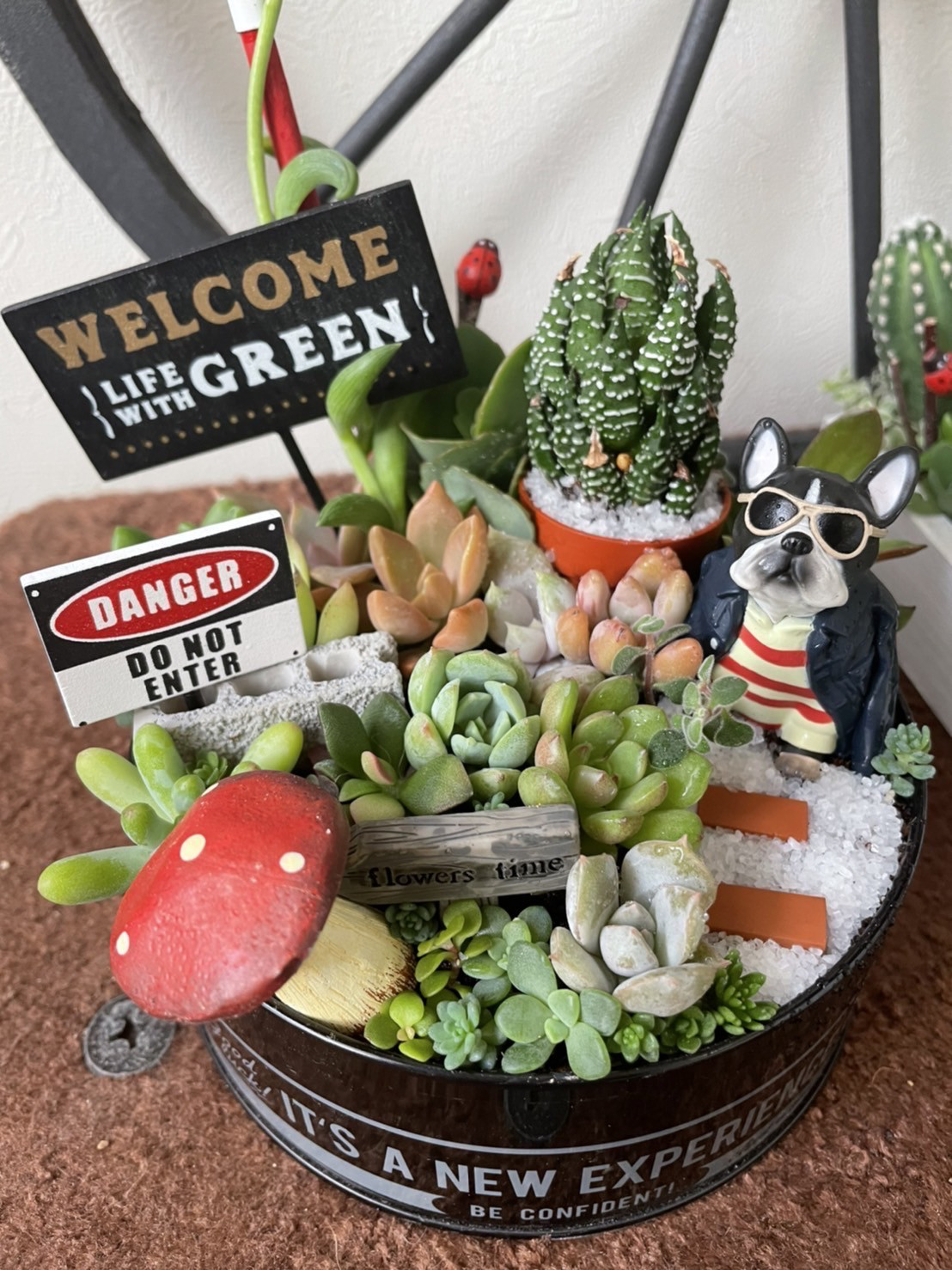 多肉植物 ☆桜吹雪☆1カット☆カット苗☆お花もかわいい 華々 多肉植物 ☆桜吹雪☆1カット☆カット苗☆お花もかわいい 華々