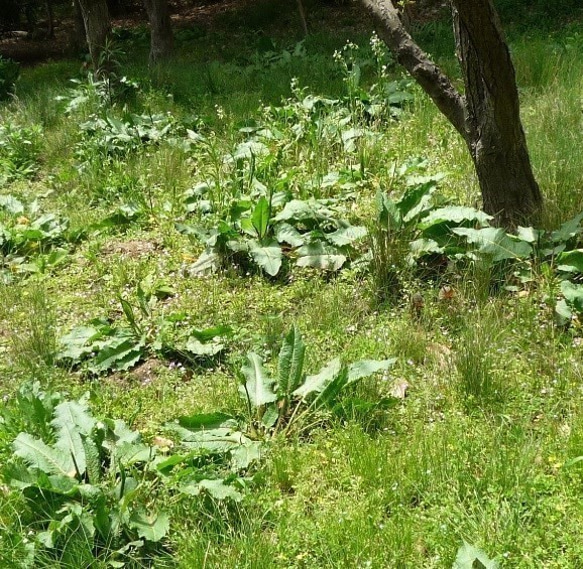 ＊Reserved＊ラピスラズリ＊イヤリング＊ イヤリング・ノンホールピアス atelier草原 通販｜Creema(クリーマ) 14767222