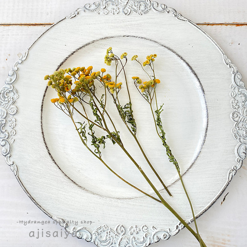 タンジー ナチュラル 【 ロスフラワー 】 < 六合(くに)の花 タンジー ナチュラル 【 ロスフラワー 】 < 六合(くに)の花
