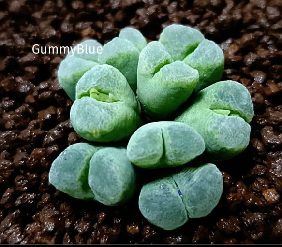Conophytum longum 種子30粒 多肉植物 GummyBlue 通販｜Creema(クリーマ) 14907370