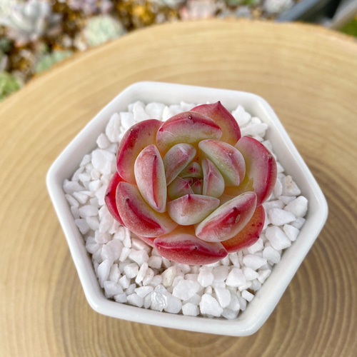 新品種高級苗】超人気 ストロベリーアーモンド 多肉植物 多肉 新品種高級苗】超人気 ストロベリーアーモンド 多肉植物 多肉