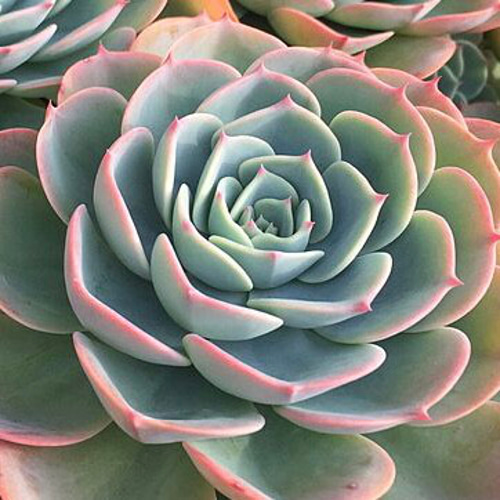 エケベリア 七福神 カット苗 多肉植物 succulent geek 通販 エケベリア 七福神 カット苗 多肉植物 succulent geek 通販