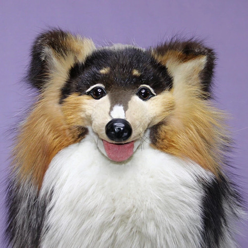 犬の日 2023 世界でたった一体の シェルティー(リアルファーの 犬の日 2023 世界でたった一体の シェルティー(リアルファーの