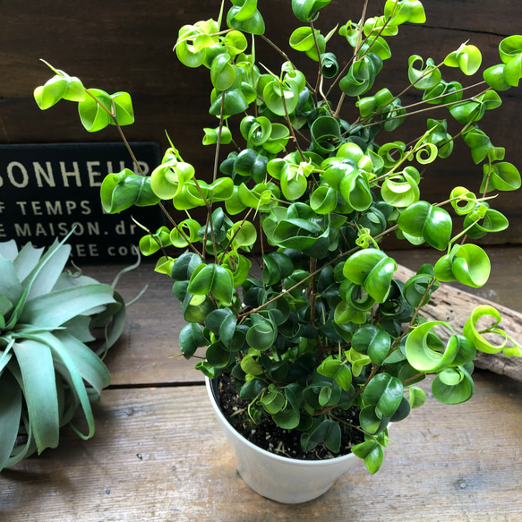 ベンジャミンバロック♡大苗♡観葉植物♡インテリア アートフラワー パリジェンヌ 通販 15042557｜Creema(クリーマ)