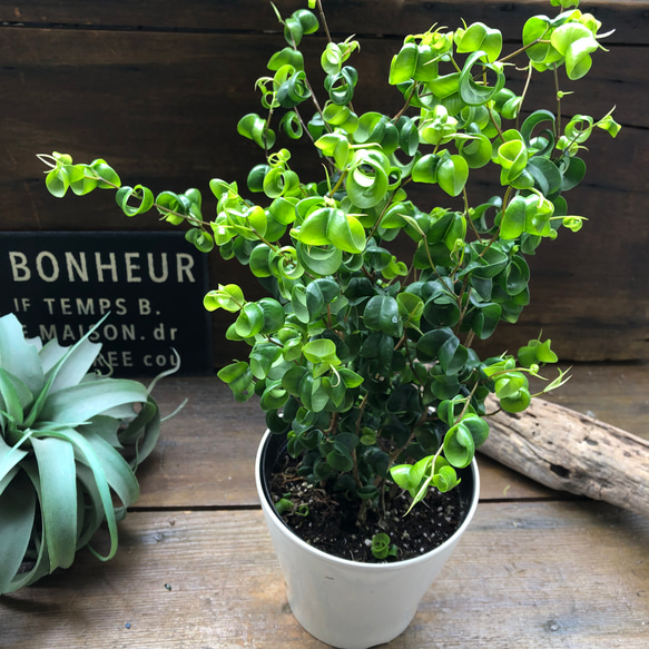 ベンジャミンバロック♡大苗♡観葉植物♡インテリア アートフラワー パリジェンヌ 通販 15042557｜Creema(クリーマ)