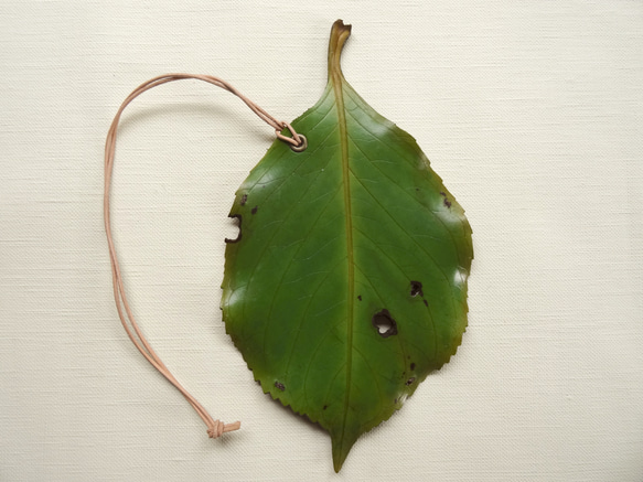 葉っぱのパスケース アジサイ 12/11（日）21時〜24時の適当な時間に販売 パスケース・定期入れ ヒノホ 通販 15059752 ...