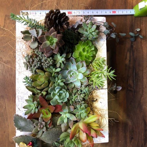 木箱型クリスマス多肉植物寄せ植え 一輪挿し・花瓶・花器 美津子 木箱型クリスマス多肉植物寄せ植え 一輪挿し・花瓶・花器 美津子