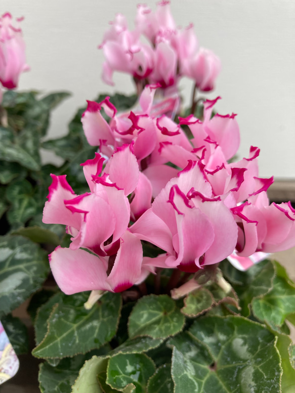 再入荷＊2ポットセット＊ガーデンシクラメン＊ラフィン ピンクビクトリア＊寄せ植え＊ガーデニング＊かわいい色合い アートフラワー bloom ...