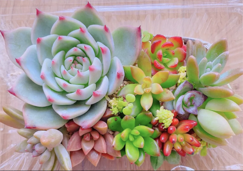 ★多肉植物 寄せ植え〜Wぱんだちゃんの切り株寄せ セット〜★ ★多肉植物 寄せ植え〜Wぱんだちゃんの切り株寄せ セット〜★