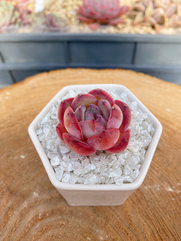 新品種高級苗】超人気 ストロベリーアーモンド 多肉植物 厳選 新品種高級苗】超人気 ストロベリーアーモンド 多肉植物 厳選