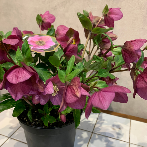 希少 ️クリスマスローズ ️ラベンダーピンク 5号鉢 多肉植物 Garden_couleur 通販 15317878｜Creema(クリーマ)