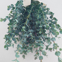 【小分けに最適】たっぷりフレッシュユーカリ（半ドライ） ドライフラワー snowboll 通販｜Creema(クリーマ) 15327871