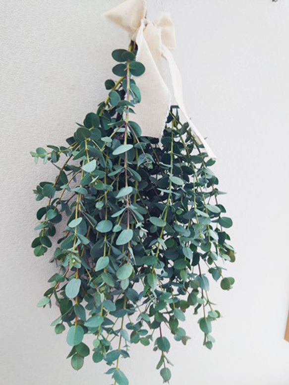 【小分けに最適】たっぷりフレッシュユーカリ（半ドライ） ドライフラワー snowboll 通販｜Creema(クリーマ) 15327871