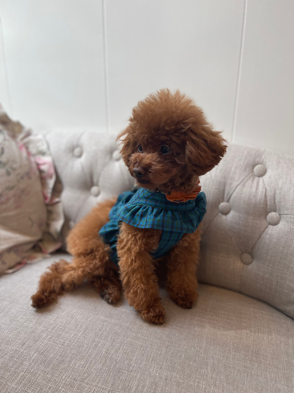 フリルハーネス ブルー リード・首輪 Teco★Teca 通販 15327913｜Creema(クリーマ)