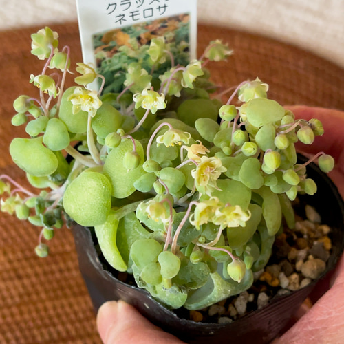 クラッスラ ネモロサ 多肉植物 Obesa 通販 15350950|Creema クラッスラ ネモロサ 多肉植物 Obesa 通販 15350950|Creema