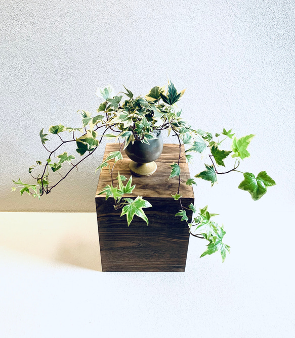 ハイドロカルチャー アイビー へデラ ヘリックス ロング 斑入り 小石原焼 陶器 観葉植物 その他インテリア雑貨 ️Love ️ 通販 ...