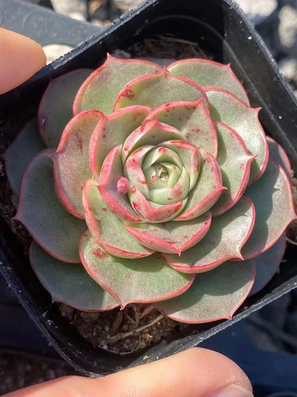 多肉植物 エケベリア エケベリア Inga rose 1苗 1500円 多肉植物 愛多肉-(AI-TANIKU) 通販｜Creema(クリーマ)