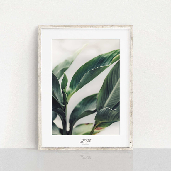 ポスター ボタニカルリーフ オーガスタの葉 写真・グラフィック preseART 通販 15372655｜Creema(クリーマ)