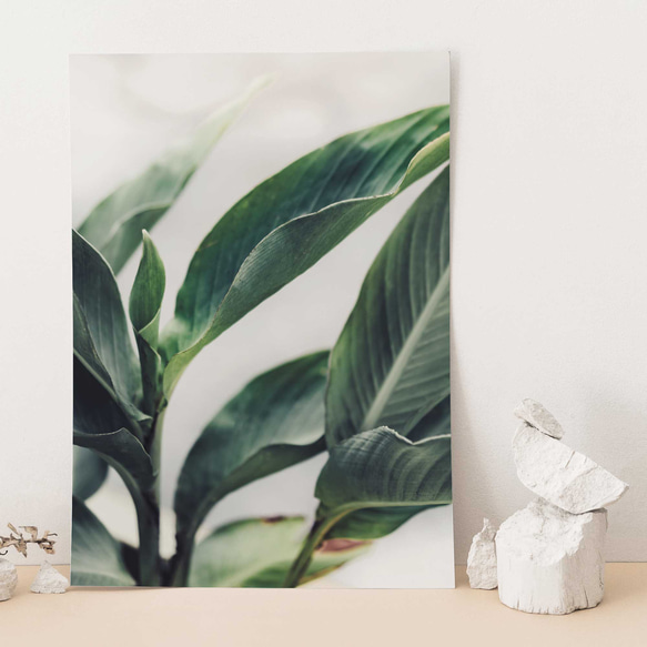 ポスター ボタニカルリーフ オーガスタの葉 写真・グラフィック preseART 通販 15372655｜Creema(クリーマ)