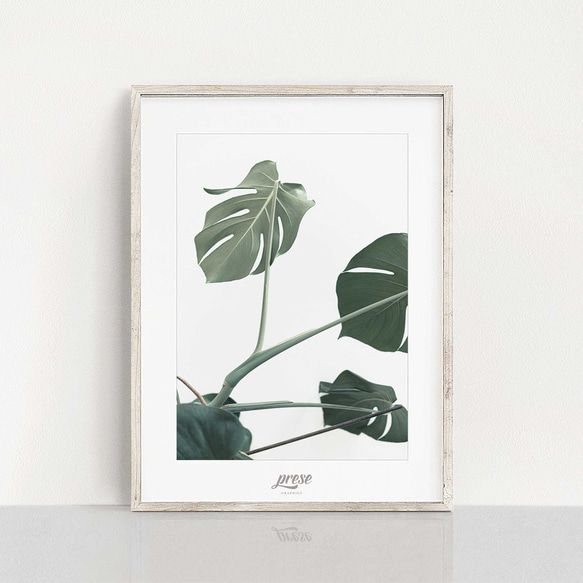 ポスター ボタニカルリーフ モンステラの葉 写真・グラフィック preseART 通販 15378209｜Creema(クリーマ)