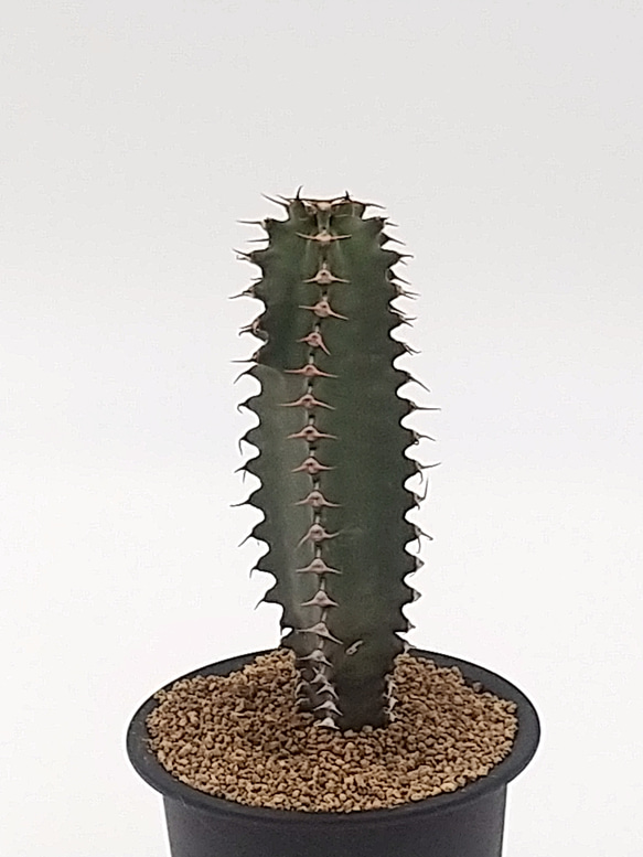 ユーフォルビア カナリエンシス 3号鉢 多肉植物 ハッチナーセリー 通販｜Creema(クリーマ) 15445400