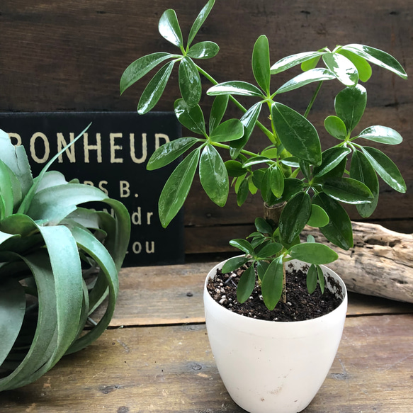 シェフレラ♡白鉢♡観葉植物♡インテリア アートフラワー パリジェンヌ 通販 15474881｜Creema(クリーマ)