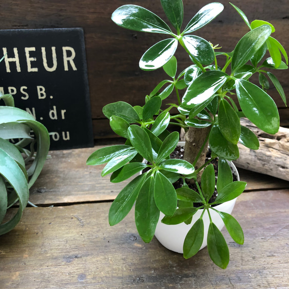 シェフレラ♡白鉢♡観葉植物♡インテリア アートフラワー パリジェンヌ 通販 15474881｜Creema(クリーマ)