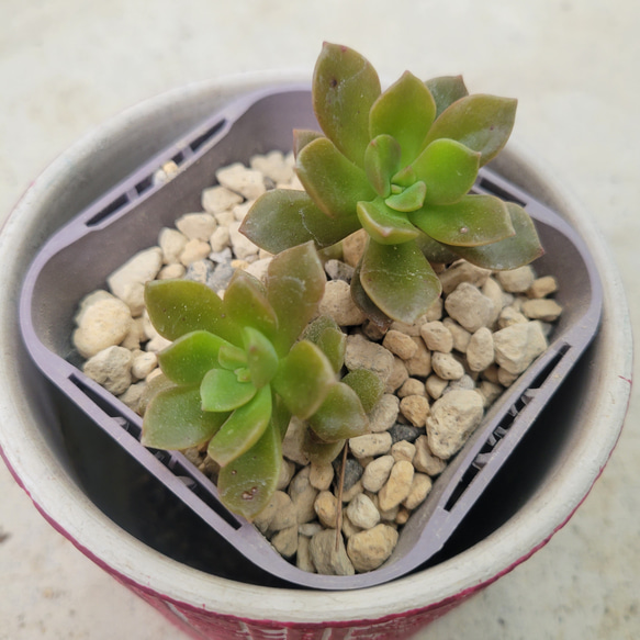 多肉植物 コスミダトム 抜き苗 その他インテリア雑貨 Pan 通販 15495111｜Creema(クリーマ)