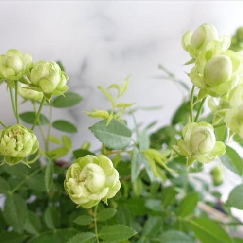 もうすぐ開花♡蕾付き バラ苗 エクレール 6号鉢 苗 大苗 ドライ もうすぐ開花♡蕾付き バラ苗 エクレール 6号鉢 苗 大苗 ドライ