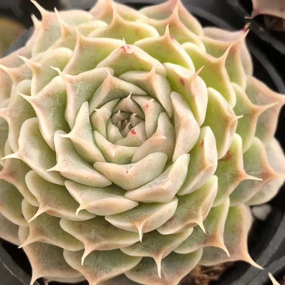 Caramel Spirit エケベリア 超美苗 大苗 大株 多肉植物 韓国苗 観葉植物 花 園芸 多肉植物 AKANE 通販 ...