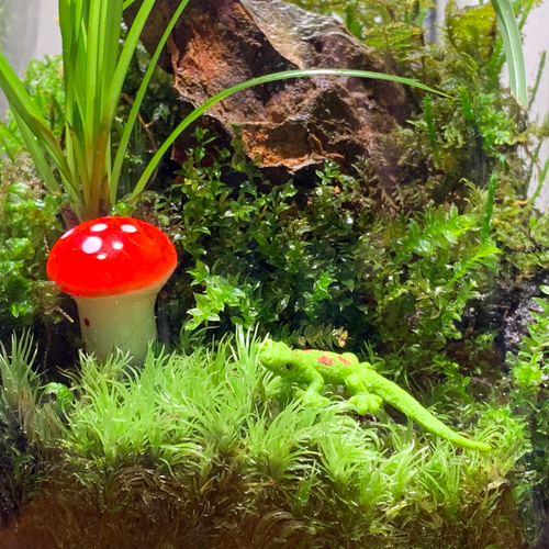 177 苔アート 苔テラリウム トカゲ テラリウム ✴︎green earth 177 苔アート 苔テラリウム トカゲ テラリウム ✴︎green earth