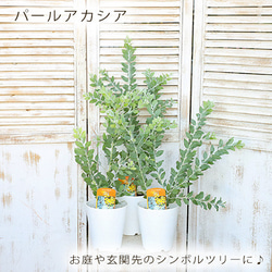 再入荷常緑苗木 アカシア パールアカシア 5号 高さ70cm 庭木 再入荷常緑苗木 アカシア パールアカシア 5号 高さ70cm 庭木
