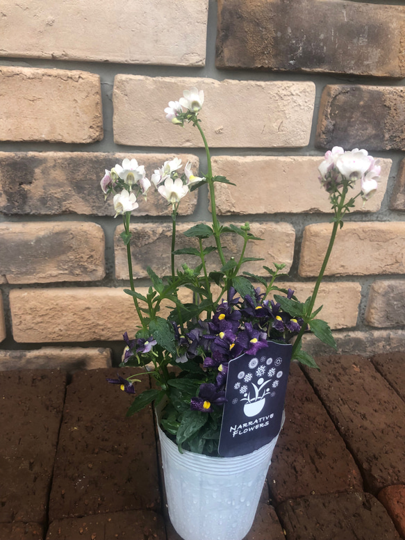 ＊花苗＊narrative flowers 試験品種「ネメシア」 その他素材 Comu＊Garden 通販 15690775｜Creema(クリーマ)