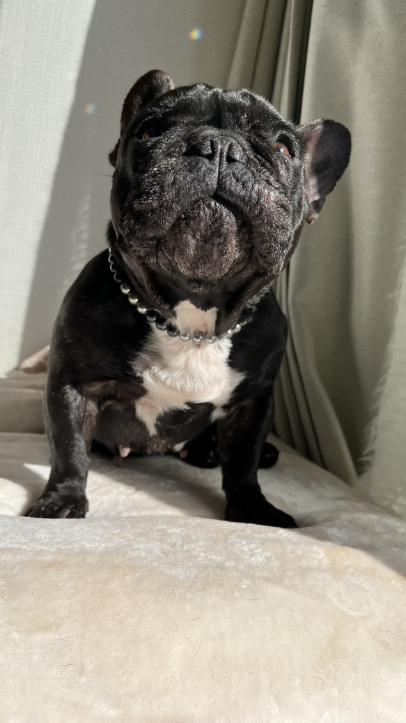 犬用健康ヘマタイトアクセサリー しじみシリーズ しじみスペシャル☆オーナー様お揃いのブレス付き ペット服・アクセサリー ventus 通販 ...