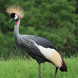 ホオジロカンムリヅルのブローチ/陶器風アンティーク調〈ゴールド〉 ブローチ pajunkissa〜パユンキッサ〜 通販｜Creema(クリーマ ...