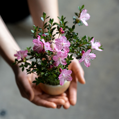桜ピンク色 ハート リメイク鉢3,5号 多肉植物 taniku-maruko 桜ピンク色 ハート リメイク鉢3,5号 多肉植物 taniku-maruko