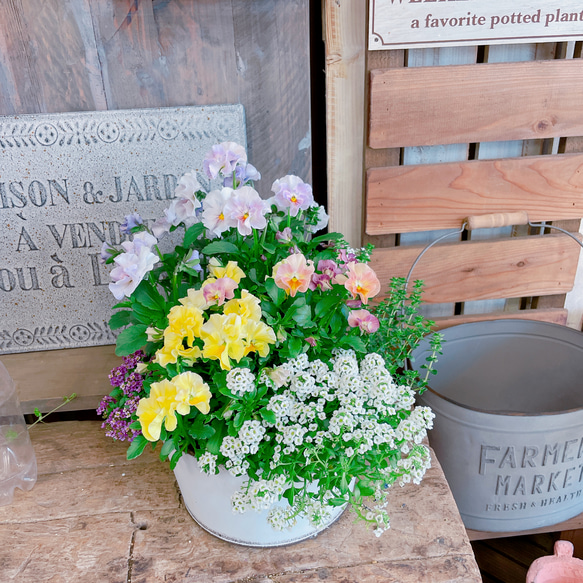 綺麗！現品SALE♡【フリルビオラ寄せ植え】長く楽しめるガーデニング♡白系ブリキ鉢 ♪ その他インテリア雑貨 雅楽 うた 通販 ...