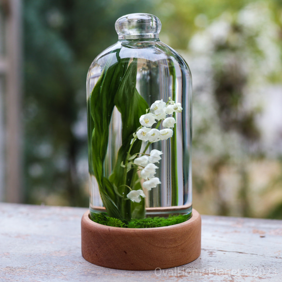 flome the herbarium「すずらん」(固まるオイルタイプ)(1本) ハーバリウム・植物標本 OvalHomePlanet 通販 ...