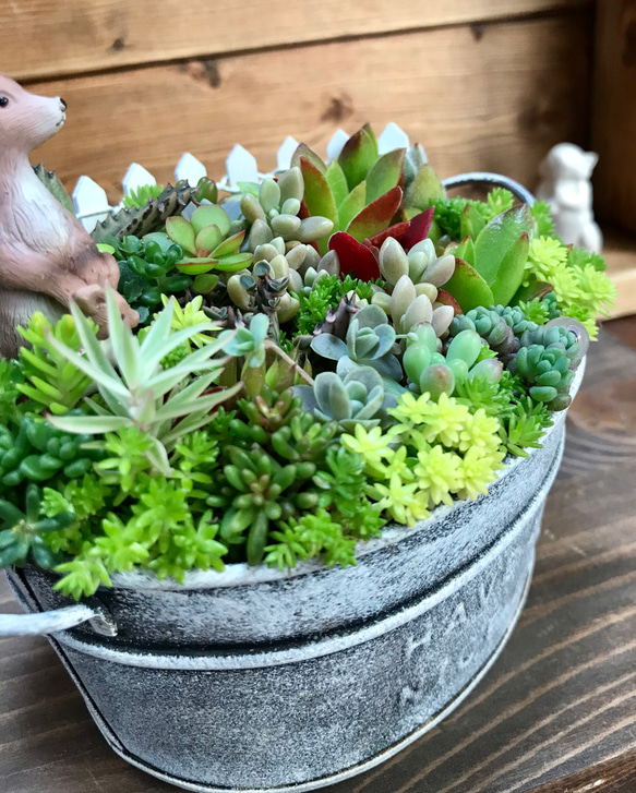 【HAVE A NICE DAY】§多肉植物寄せ植え§箱庭仕立て＊リメイクプランター＊親子カンガルー＊ガーデン雑貨付 多肉植物 ぷりゅ* 通販｜Creema(クリーマ) 15798929