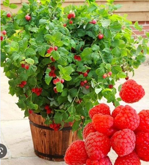 トゲなし＆わい性ラズベリー★ルビービューティー★5号ロングスリット鉢植え★コンパクトな上質ラズベリー その他インテリア雑貨 ラピスガーデン ...