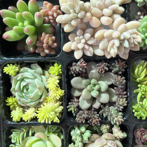 SOLD 多肉植物 寄せ植えセット カット苗 多肉植物 〜Green〜多肉 SOLD 多肉植物 寄せ植えセット カット苗 多肉植物 〜Green〜多肉