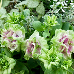 大人気のペチュニア 湘南ヴェルデ カラーリーフ 秋まで楽しめる 寄せ植え 母の日ギフト対応可能 アートフラワー watarasse 通販 ...