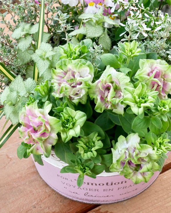 大人気のペチュニア 湘南ヴェルデ カラーリーフ 秋まで楽しめる 寄せ植え 母の日ギフト対応可能 アートフラワー watarasse 通販 ...