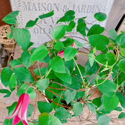 ラスト！珍しい可愛いクレマチス♡プリンセスダイアナ【毎年楽しめる可愛いお花】お花がたくさん！チューリップ咲き♡宿根草 その他インテリア雑貨 ...