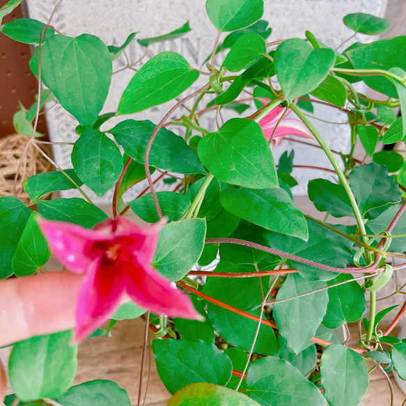 ラスト！珍しい可愛いクレマチス♡プリンセスダイアナ【毎年楽しめる可愛いお花】お花がたくさん！チューリップ咲き♡宿根草 その他インテリア雑貨 ...