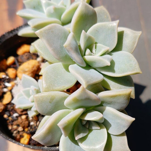 No.335 聞き取っ ❁琥珀氷玉❁ 抜き苗 多肉植物 寄せ植え No.335 聞き取っ ❁琥珀氷玉❁ 抜き苗 多肉植物 寄せ植え